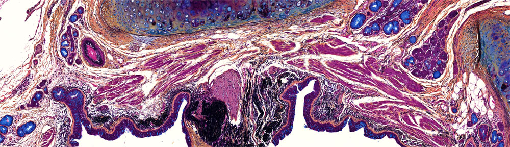 People - Optical Cancer Imaging LabOptical Cancer Imaging Lab
